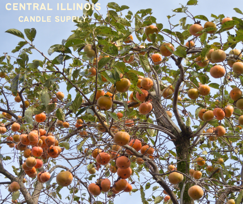 Persimmon Tree | Fragrance Oil – Central Illinois Candle Supply