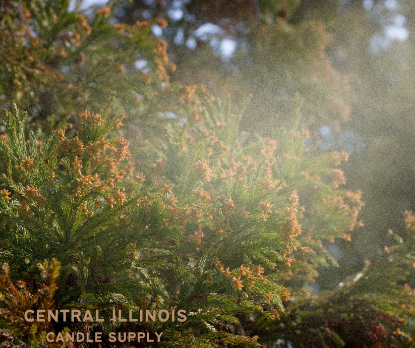 Cedar Musk – Central Illinois Candle Supply